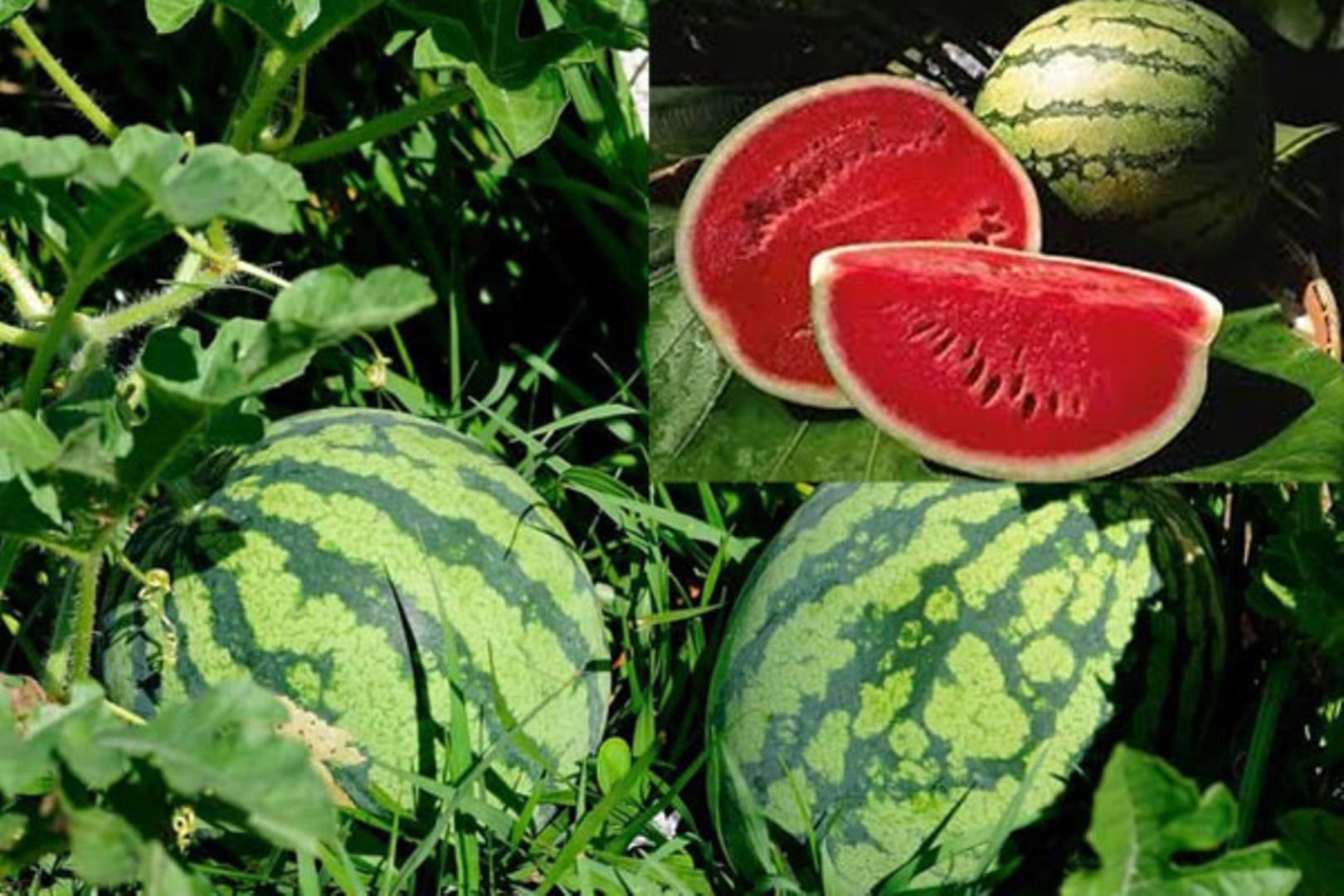 Watermelons - Kake Mart Buy watermelons in Kampala for sale in local ...